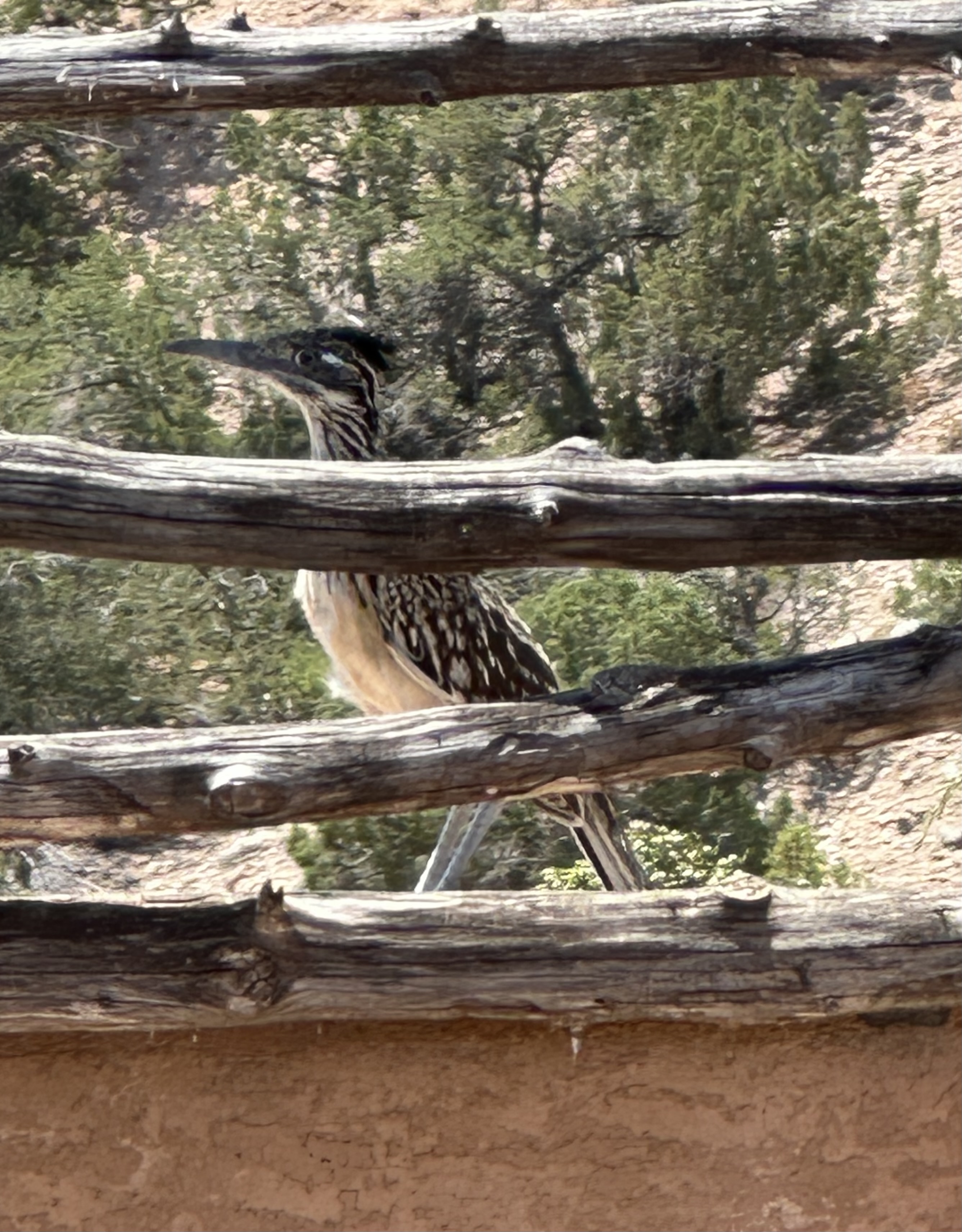 Lunchtime visitor | dreamranch